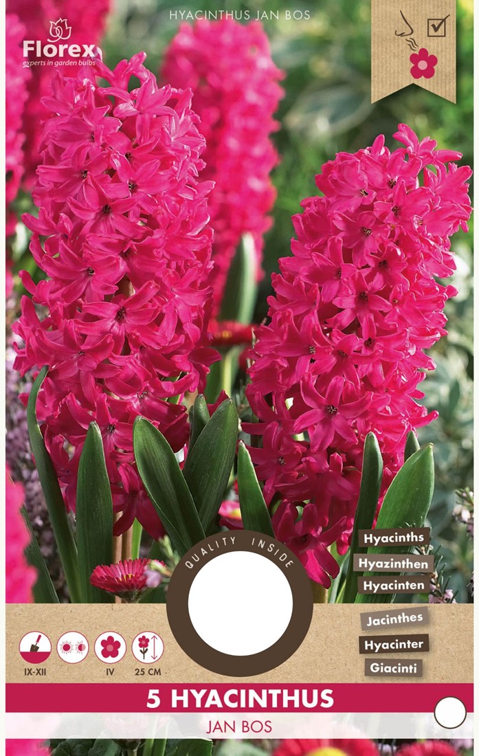 Hyazinthe Jan Bos - Hyacinthus kaufen? Schnelle Lieferung und günstige Preise bei ...