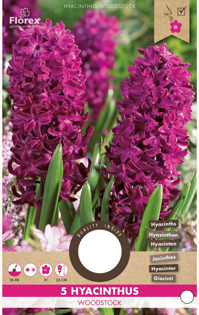 Hyazinthe Woodstock - Hyacinthus kaufen? Schnelle Lieferung und günstige Preise bei ...