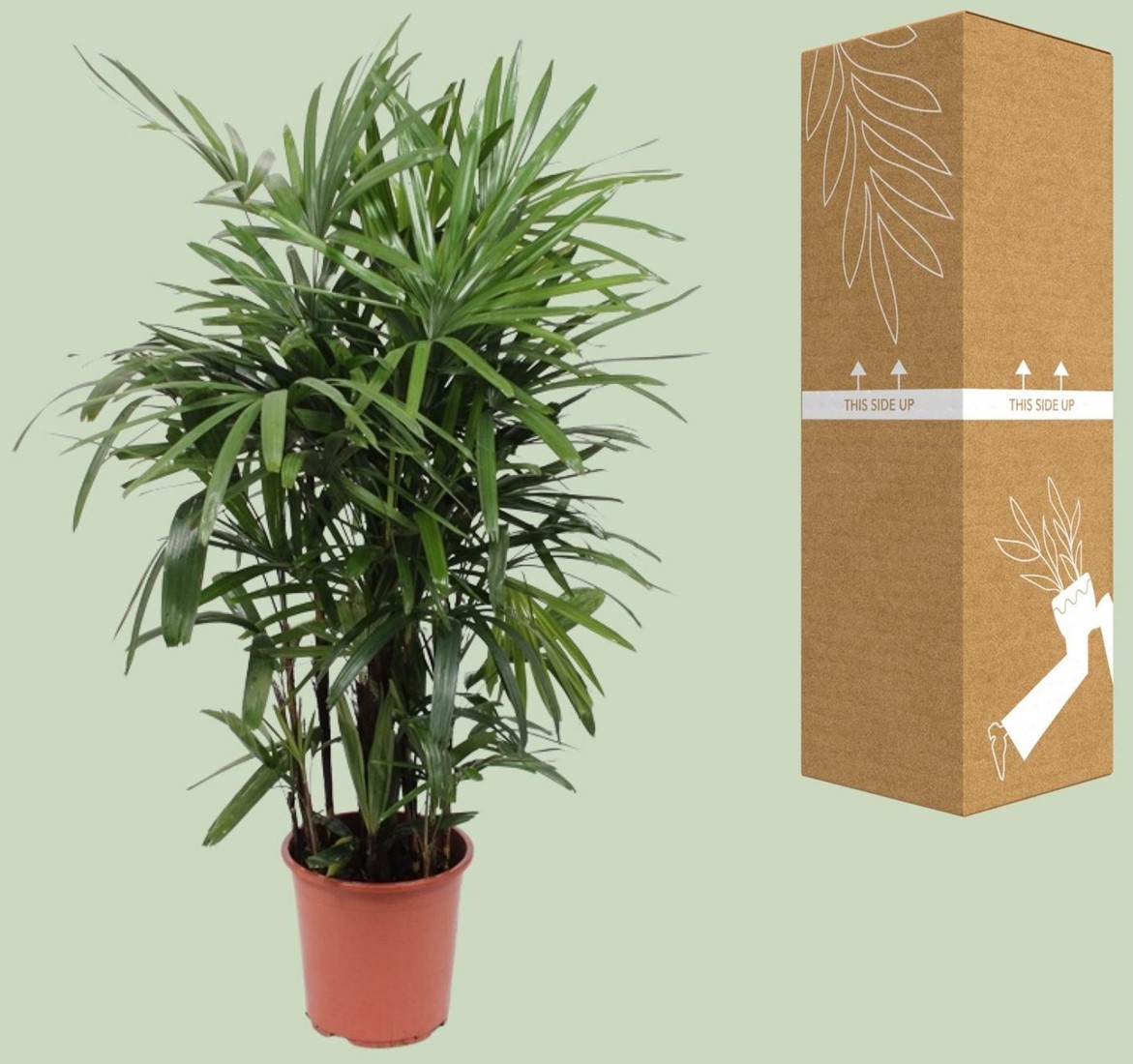 Rhapis Excelsa - Ø27cm - 120cm kaufen? Schnelle Lieferung und günstige ...