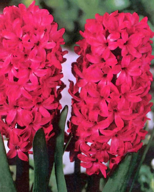 Hyazinthe Jan Bos - Hyacinthus kaufen? Schnelle Lieferung und günstige Preise bei ...