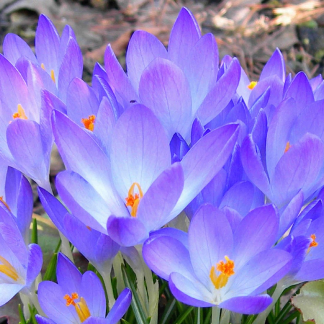 Krokus Tommasinianus Ruby Giant kaufen? Schnelle Lieferung und günstige ...