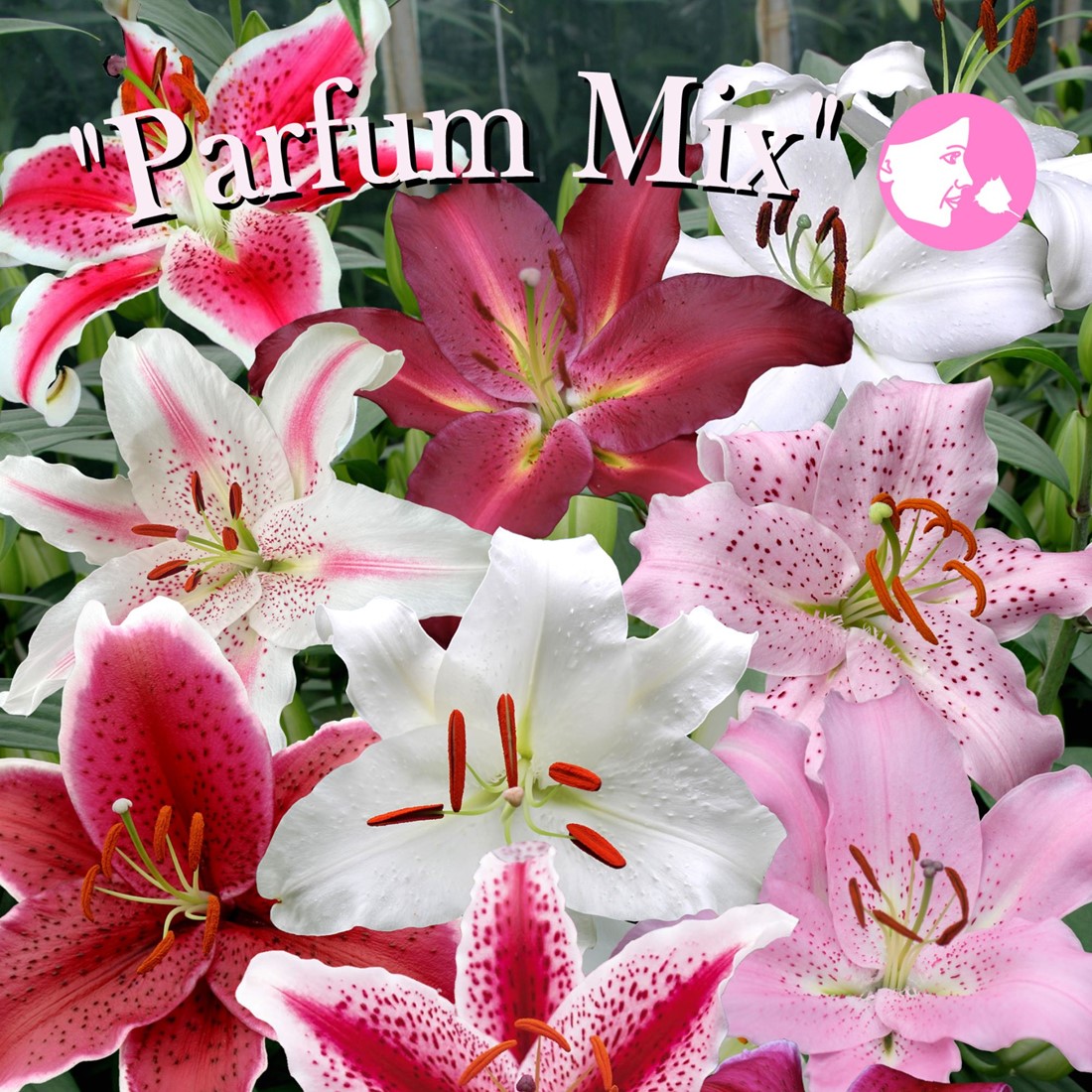 Lilie Parfüm Mischung kaufen? Schnelle Lieferung und günstige Preise ...