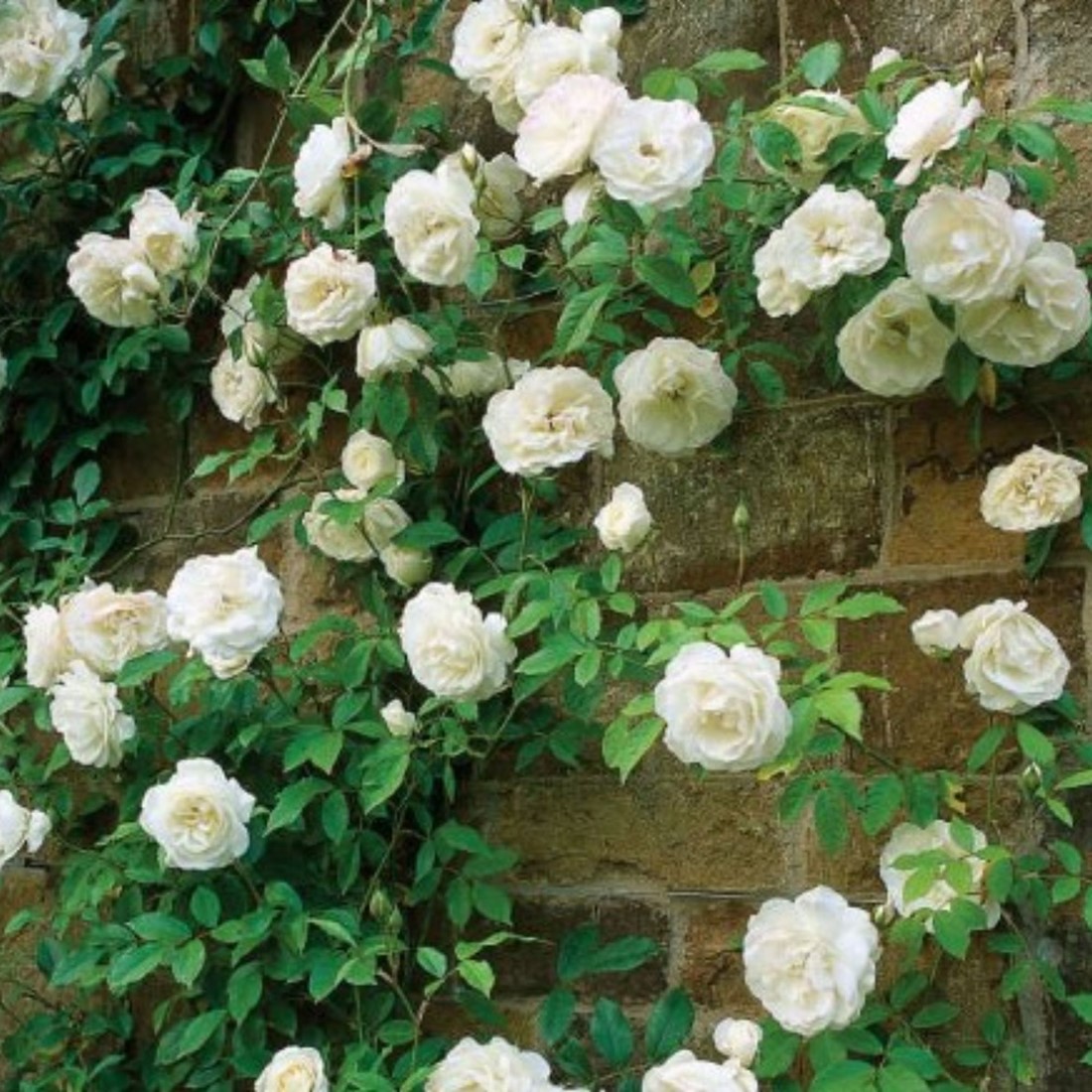 Rosa White Climber - Kletter-Rose kaufen? Schnelle Lieferung und ...