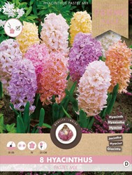 Hyazinthenzwiebeln kaufen Sie einfach Online