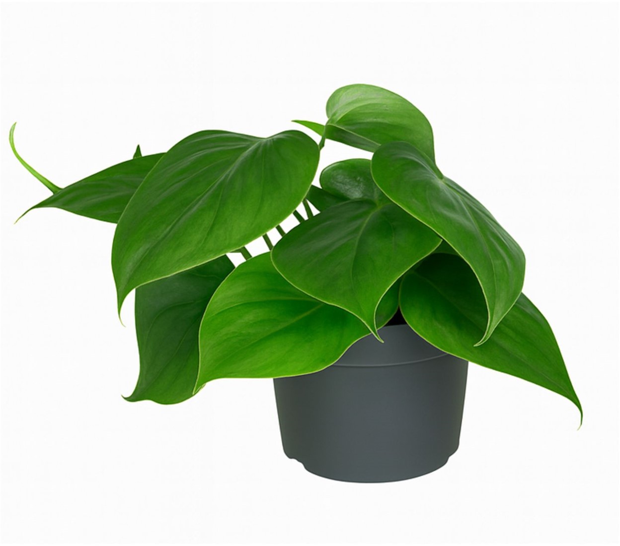 Philodendron Scandens kaufen? – Zimmerpflanzen | BlumenZwiebelnVersand.de