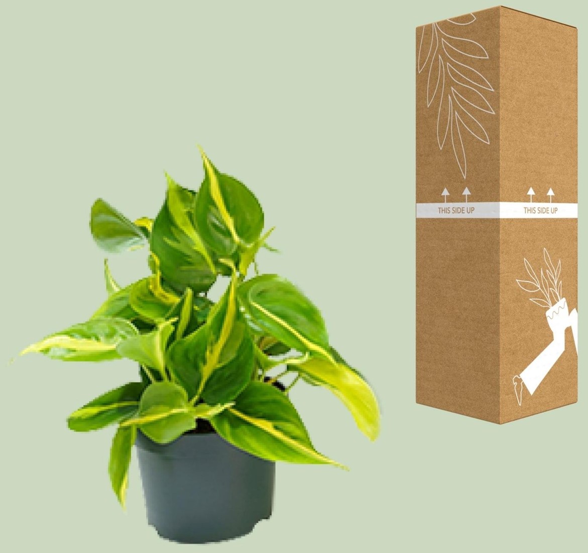 Philodendron Scandens Brasil kaufen? Schnelle Lieferung und günstige ...