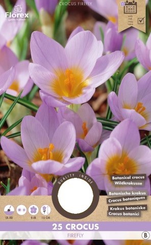 Crocus Sieberi Firefly - Krokus kaufen? Schnelle Lieferung und günstige ...