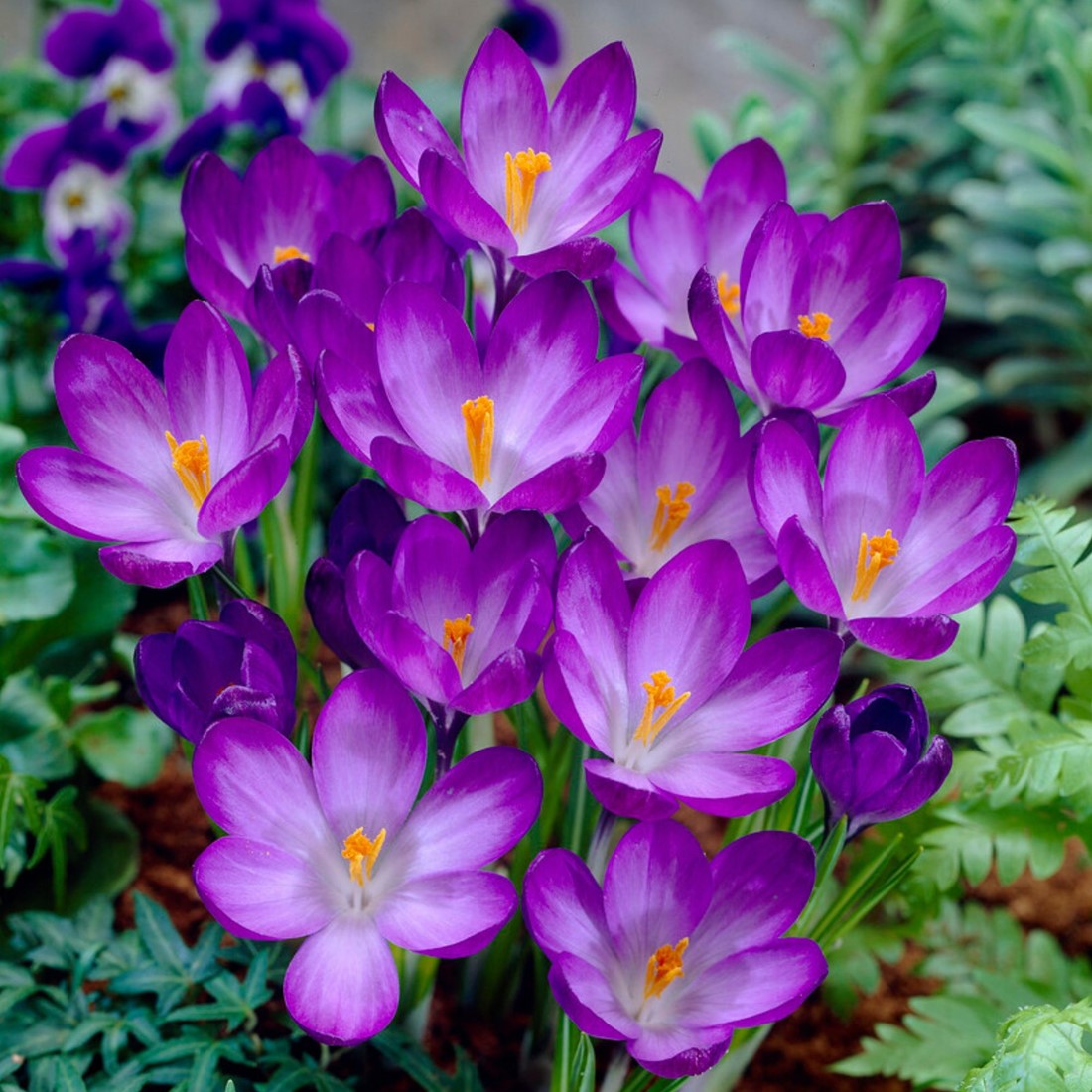 Krokus Tommasinianus Ruby Giant kaufen? Schnelle Lieferung und günstige Preise bei ...