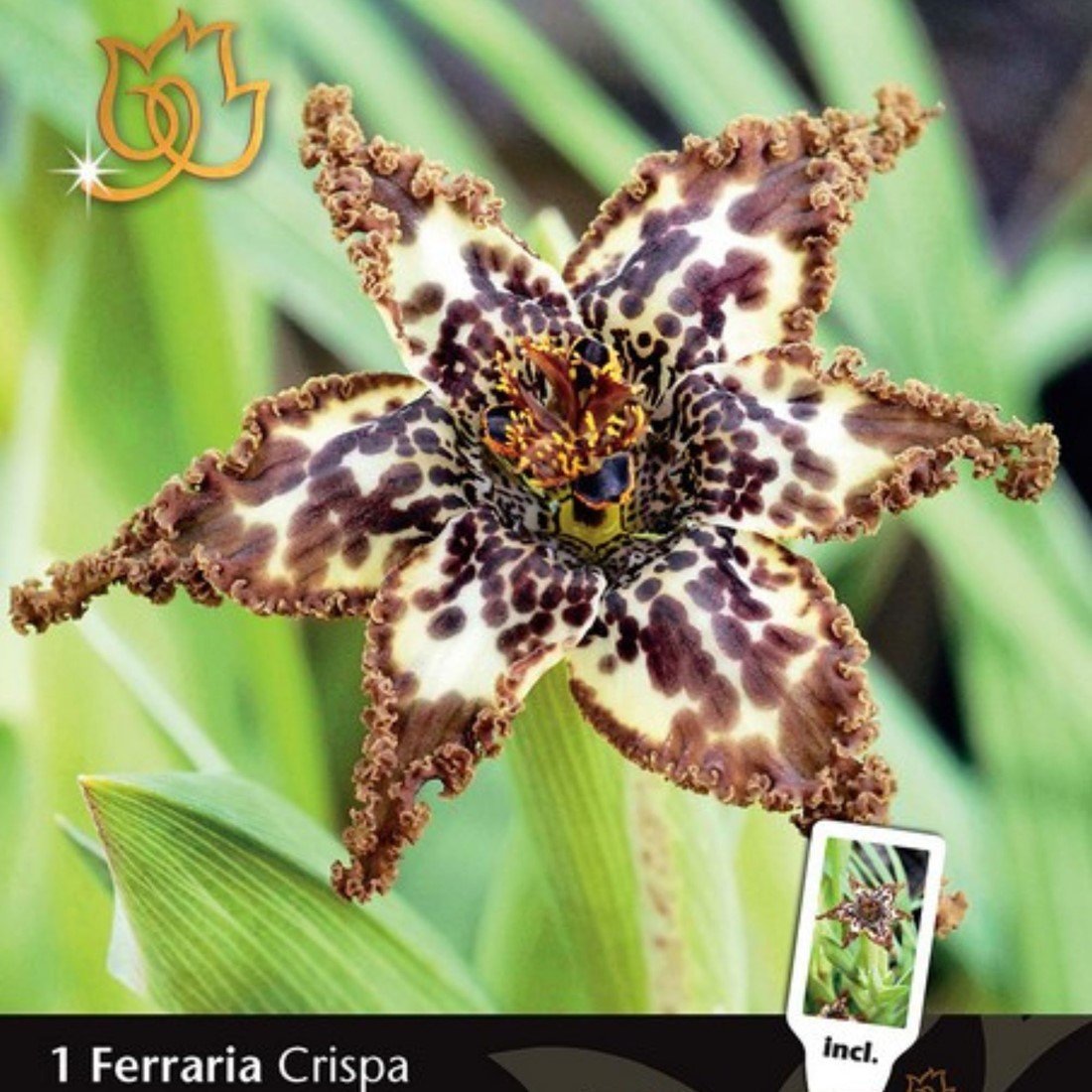 Ferraria Crispa – Seestern Lilie kaufen? Schnelle Lieferung und ...