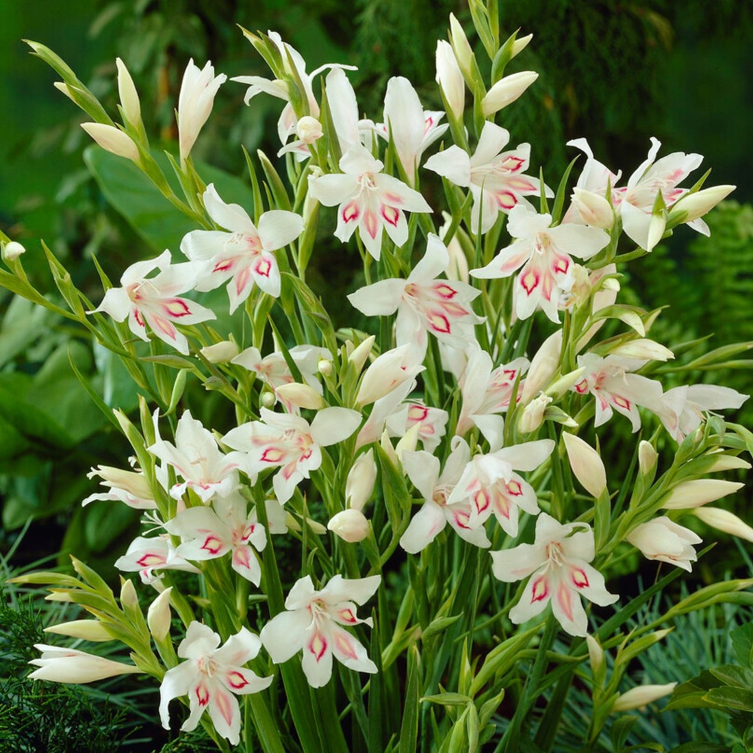 Gladiolus Nymph kaufen? Schnelle Lieferung und günstige Preise bei ...