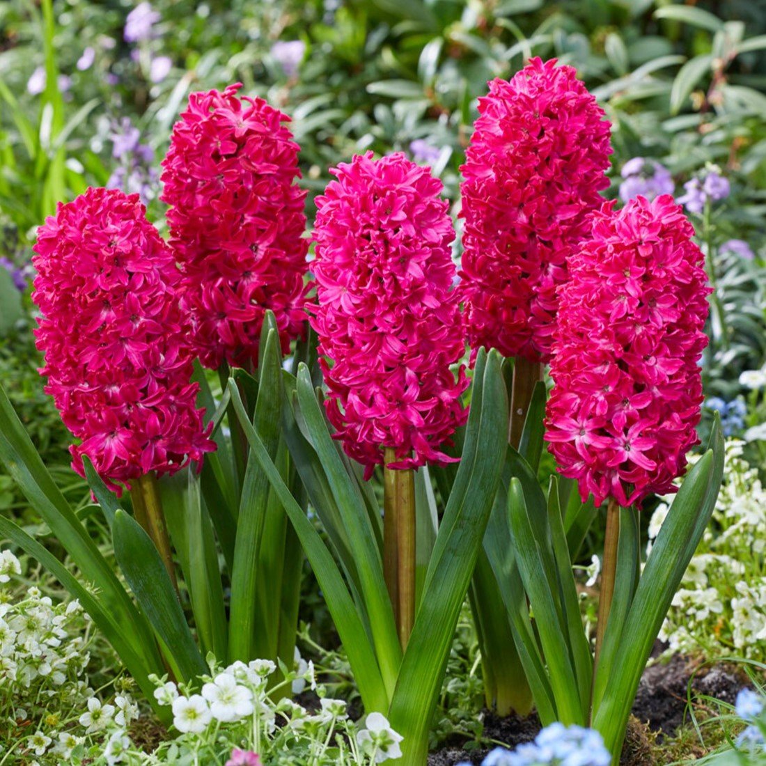 Hyazinthe Jan Bos - Hyacinthus kaufen? Schnelle Lieferung und günstige Preise bei ...