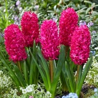 Hyazinthe Jan Bos - Hyacinthus kaufen? Schnelle Lieferung und günstige Preise bei ...