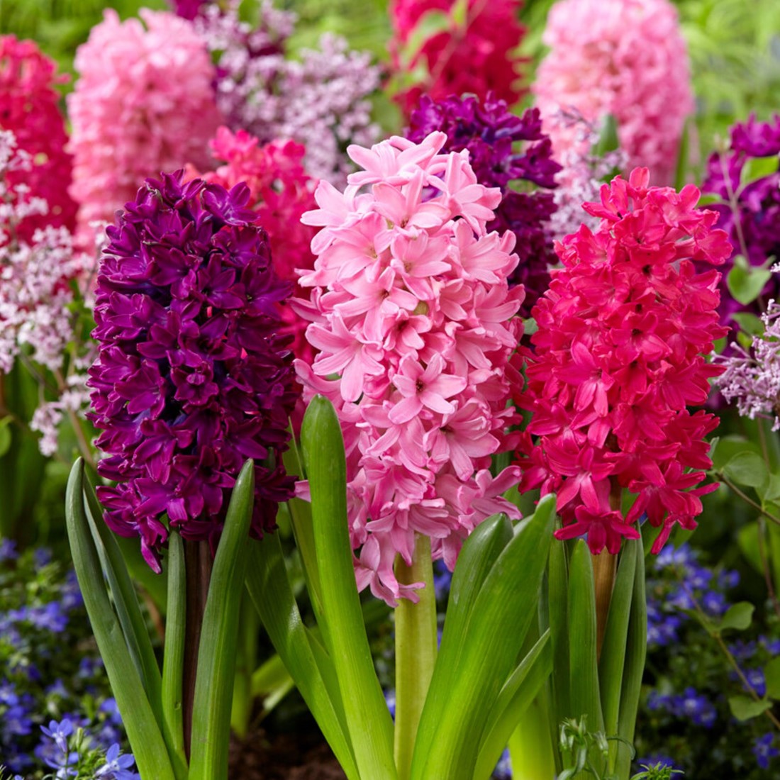 Hyazinthe Red Dream Mix - Hyacinthus kaufen? Schnelle Lieferung und ...