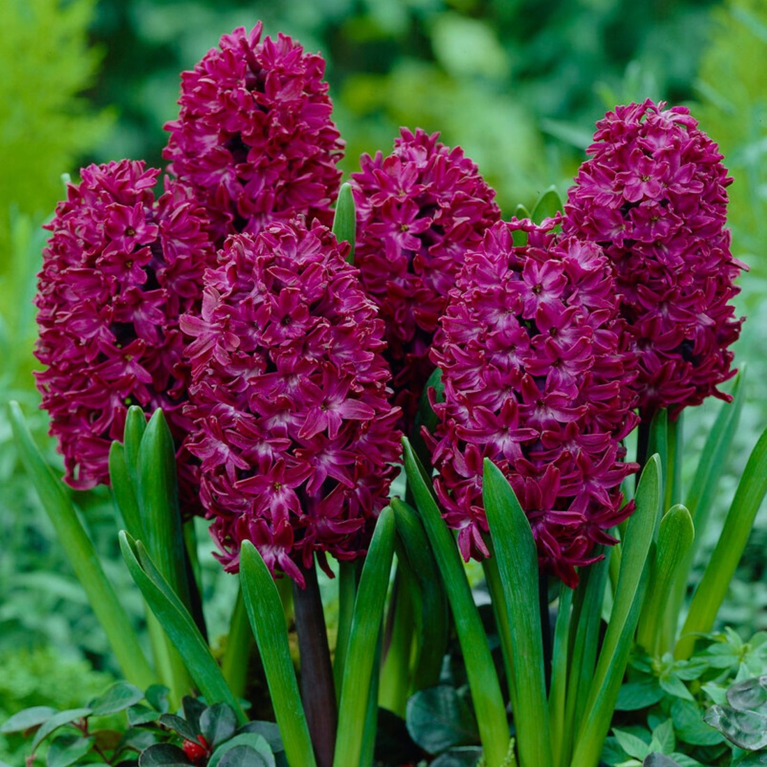 Hyazinthe Woodstock - Hyacinthus kaufen? Schnelle Lieferung und günstige Preise bei ...