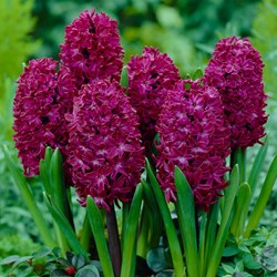 Hyazinthenzwiebeln kaufen Sie einfach Online