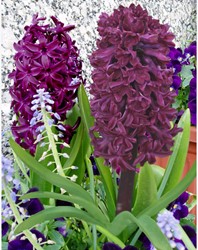 Hyazinthenzwiebeln kaufen Sie einfach Online