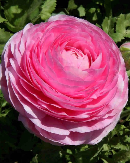 Ranunkel Rosa kaufen? Schnelle Lieferung und günstige Preise bei ...