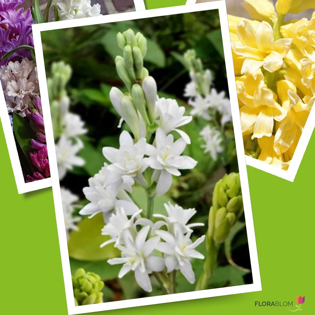 Polianthes tuberosa the Pearl (Großpackung) kaufen? Schnelle Lieferung ...