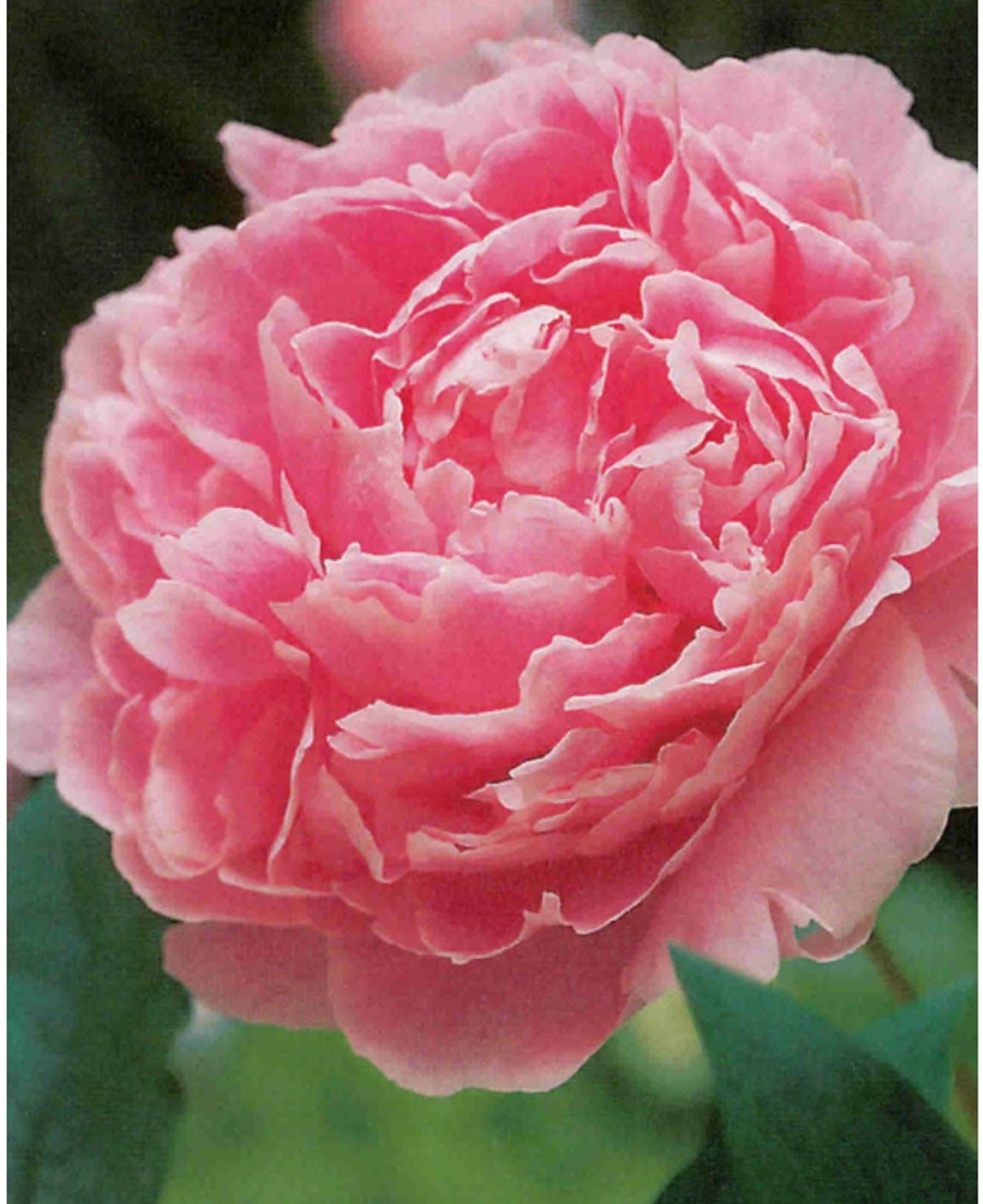 Pfingstrose Sarah Bernhardt Rosa - Paeonia kaufen? Schnelle Lieferung ...